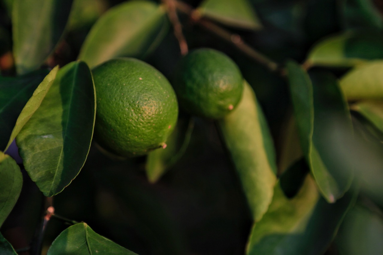 Plantas sanas, reto prioritario para el limón persa de Jalisco ...