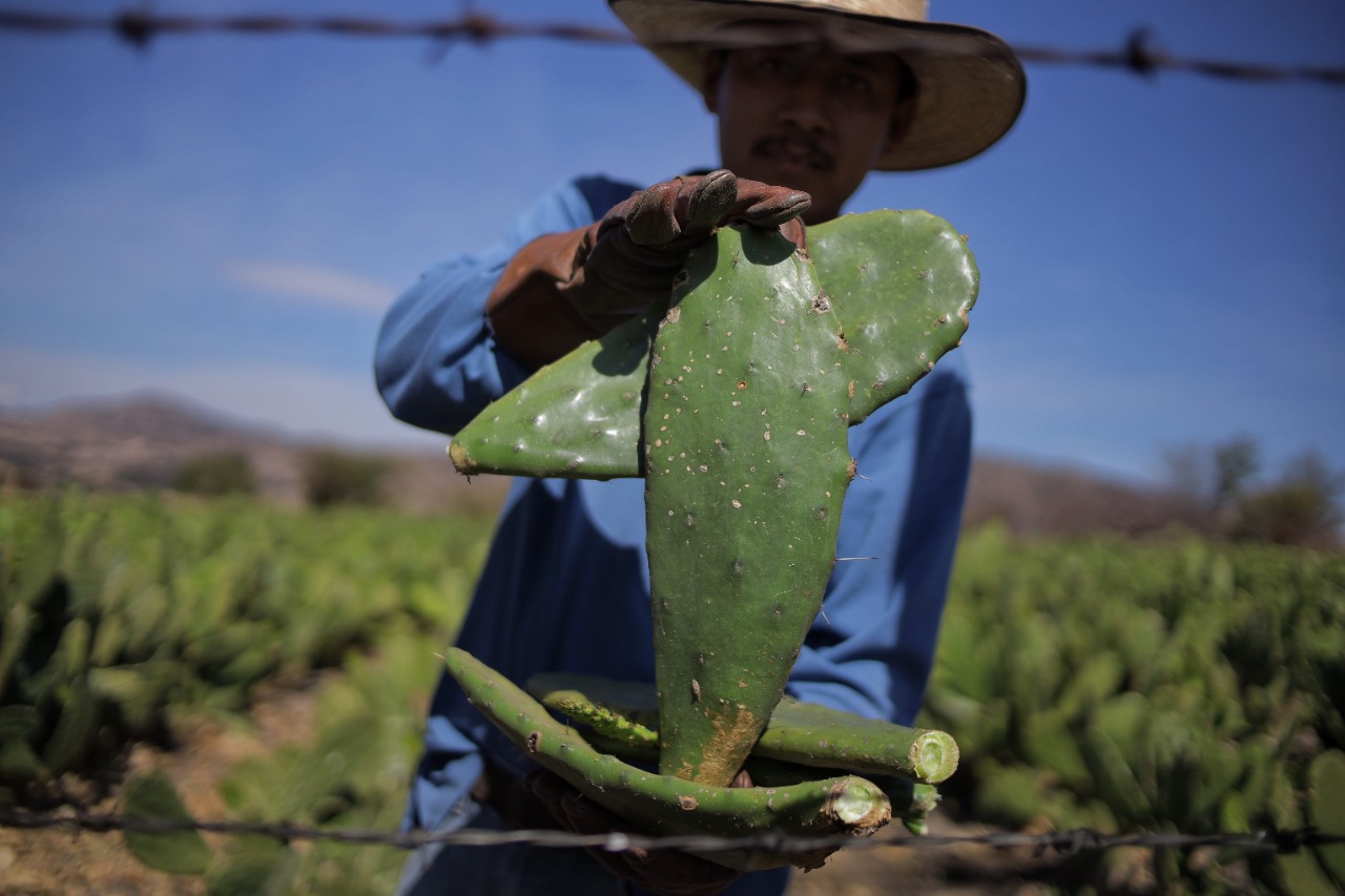 SADER Jalisco apoya proyectos de producción de nopal | Secretaría de Agricultura y Desarrollo Rural