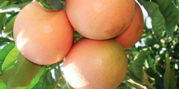 Toronja | Secretaría de Agricultura y Desarrollo Rural