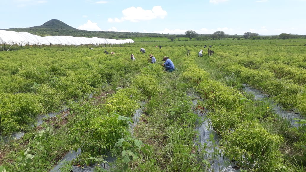 En marcha, la cosecha de chiles en la Región Norte | Secretaría de ...